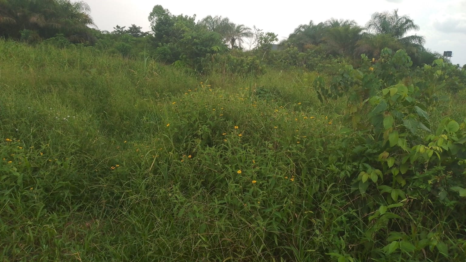 How Many Plots of Land Make an Acre? Understanding Land Sizes in ...